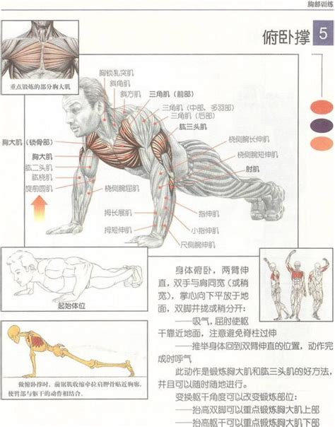 伏地挺身做不起來？這2點做到了，你離型男的距離就不遠了 健身動起來