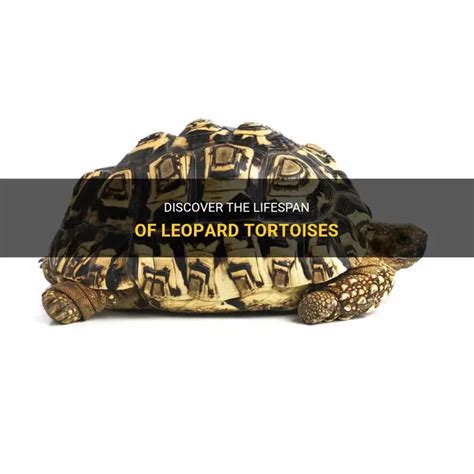 Discover The Lifespan Of Leopard Tortoises Petshun