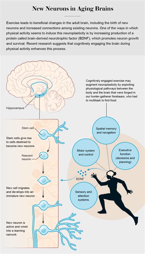 Infographic How Exercise Gives Your Brain A Boost Genetic Literacy Project