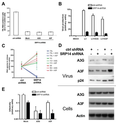 7sl Rna Knockdown Does Not Prevent A3g Encapsidation A 7sl Rna In Download Scientific Diagram