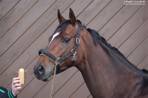 ジャスタウェイが社台スタリオンステーションにスタッドイン 馬産地ニュース 競走馬のふるさと案内所