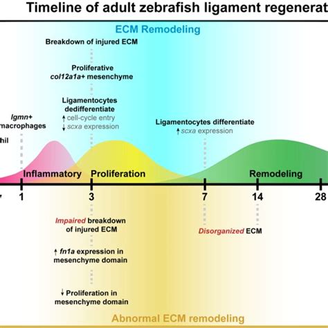 Single Cell Transcriptomics Of Joint Tissue Through Early Ligament Download Scientific Diagram