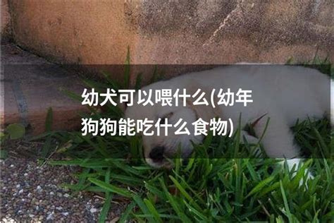 幼犬可以喂什么 幼年狗狗能吃什么食物 给给网