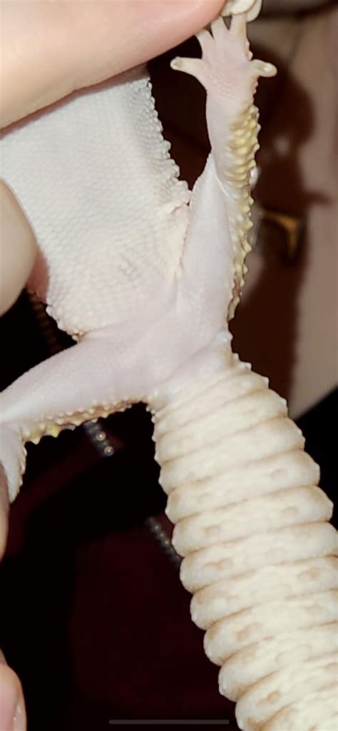 Sex Of Leopard Gecko R Leopardgeckos