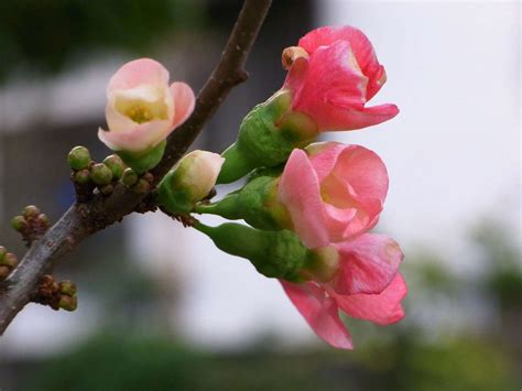 Gardening 101 Flowering Quince Gardenista