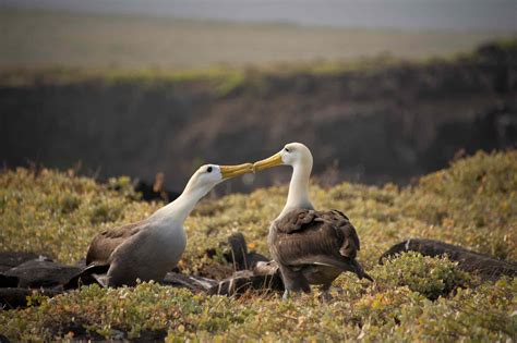 8 Amazing Albatross Facts