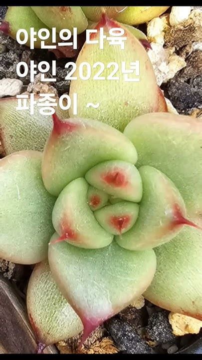 작은 아이들이 귀욤귀욤 귀요미 ~ 파종이 실생 다육 다유기 다육이 다육식물 반려식물 다육판매 다육이판매 다육이키우기 다육인스타그램 매혹이 청주 야인