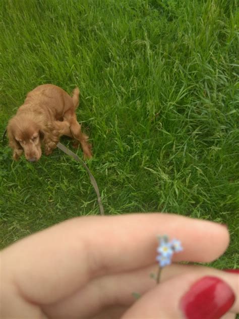 Собачка какает 38 фото картинки Sobakovod Club