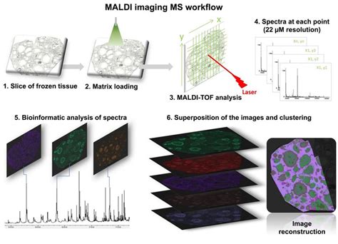 Schematic Representation Of Maldi Mass Spectrometry Imaging Msi Of Download Scientific
