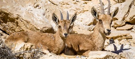 Desert Flora And Fauna Desert Tours In Israel Pomegranate Travel