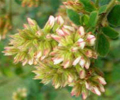 Hairy Bush Clover Native Plants And Ecosystem Services
