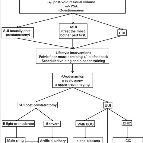 Management Of Urinary Incontinence In Women Ui Urinary Incontinence