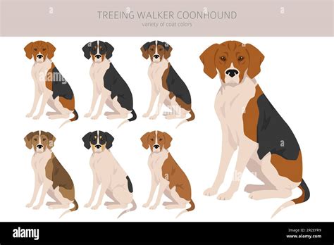 Treeing Walker Coonhound Clipart Different Poses Coat Colors Set Vector Illustration Stock