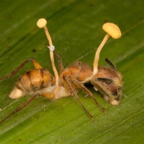 Ophiocordyceps Unilateralis Fungus