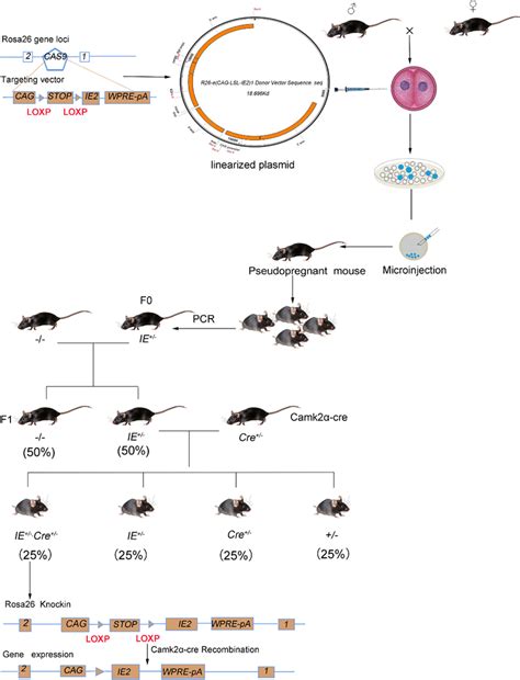 Construction Of Rosa26 Lsl Ie2 − Camk2α Cre Mice Firstly