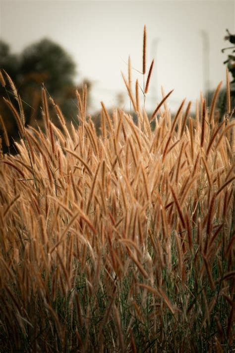 집 밖의 가을 색 경치 경치가 좋은 계절 고요한 고요함 골든 아워 균형 농업 농촌의 들판 따뜻한 음색 러스틱 목가적 인 장면 목가적인 환경