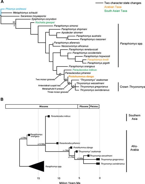A Strict Consensus Of Six Most Parsimonious Trees Of The Analysis Download Scientific Diagram