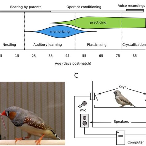 Experimental Set Up A Experimental Timeline Top And Developmental