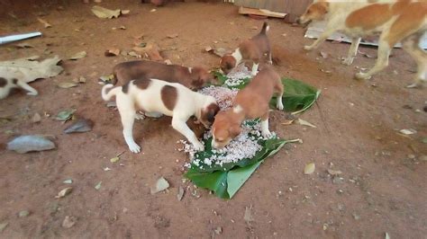 අභය දාන යාත්‍රා බව් බව් දානය 🙏 ️🌹 Youtube