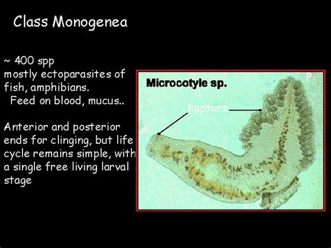 Phylum Platyhelminthes 4 Principal Types Of Flatworms Divided