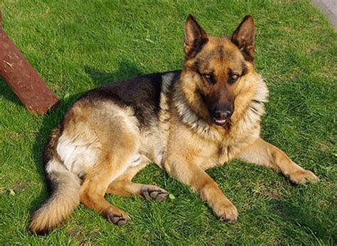 未來警犬報到 小小德國牧羊犬誕生～ 宅宅新聞