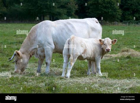 French Charolais Cattle