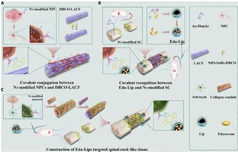 人脊髓组织体外制造研究取得新进展 文献 维宠宠物导航网