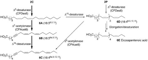 Figure 1 From Biosynthesis And Function Of Polyacetylenes And Allied Natural Products