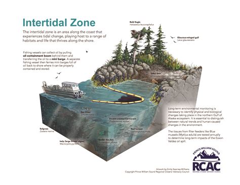 Intertidal Zone Drawings Habitats Of The Subtidal Zone