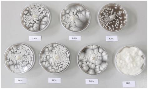 Growth Of The L Lecanii On Ap Media 20 Dai Download Scientific
