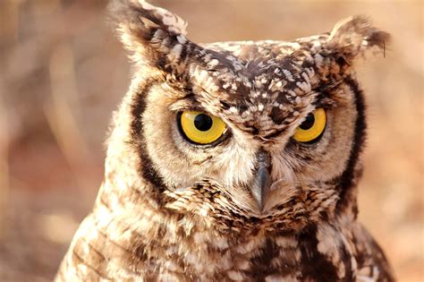 South African Saves An Owl Teaches Us All A Lesson