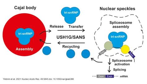 Remarkable New Insights Into The Pathology Of Eurekalert