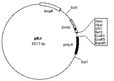 Addgene Vector Database Pbj