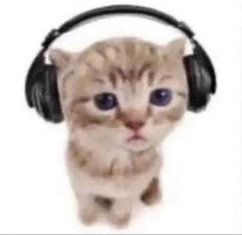 Music Cat Gatos Bonitos Animales Gatitos Adorables