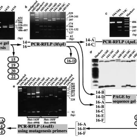 Flow Chart For Genotyping Names Of The Alleles Determined After