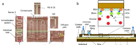A Photograph Of The Multi Analyte Platform Highlighted Are The Download Scientific Diagram