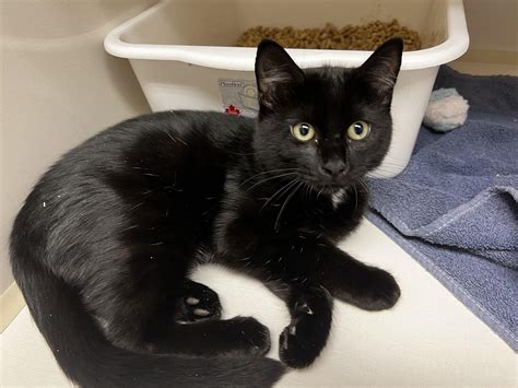 Tux Drumheller And District Humane Society