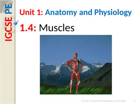 Igcse Pe Spec 2018 1 4 Muscles Teaching Resources