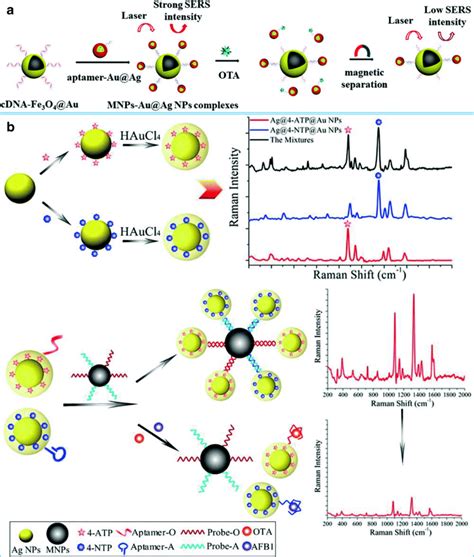 A Schematic Diagram Of An Aptamer Based Sers Assay For Ota Detection By Download Scientific