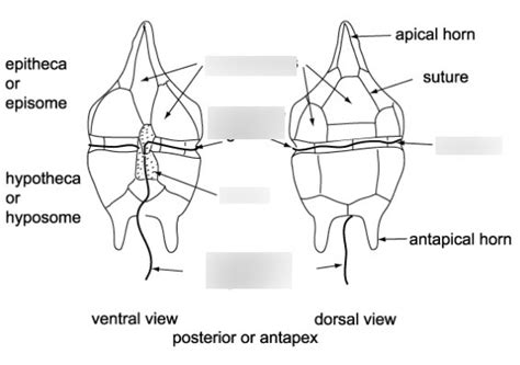Protist Lab Dinoflagellates Diagram Quizlet