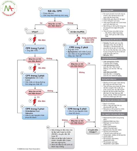 Phác đồ Cấp Cứu Ngừng Hô Hấp Tuần Hoàn ở Người Lớn Y HỌc LÂm SÀng