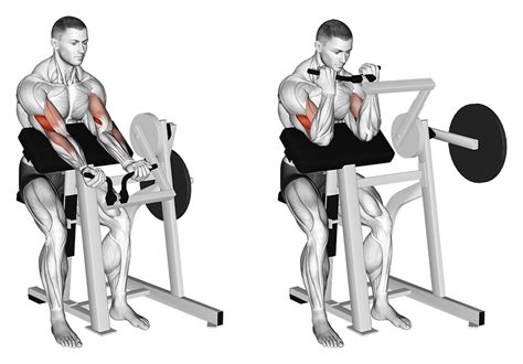 Preacher Curl Machine Atelier Yuwa Ciao Jp