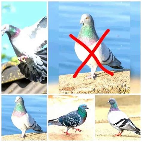 Automatic Bird Repellent System At ₹ 6000 Piece Nagpur Id 25420993662