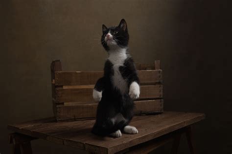 Histogram And Tone Adjustments Exposure Software