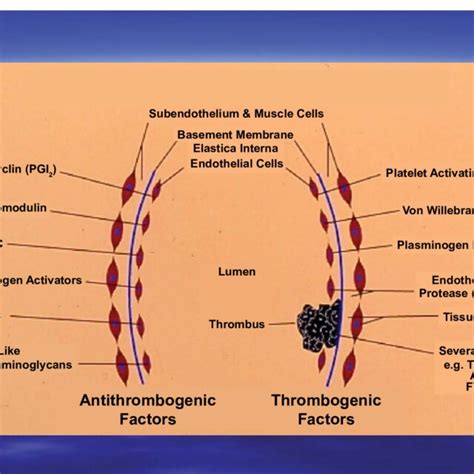 Factors Modulating Thrombogenesis Download Scientific Diagram