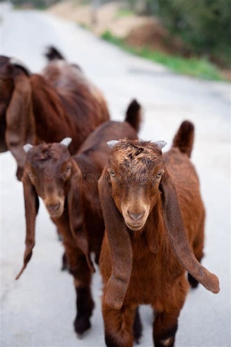 A Young Little Goat Of The Damascus Goat Breed Cute Brown Shami