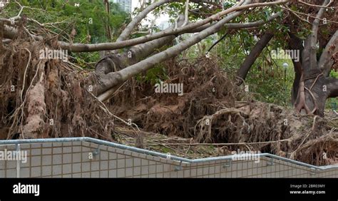 Tree Collapse After Typhoon Disaster Stock Photo Alamy