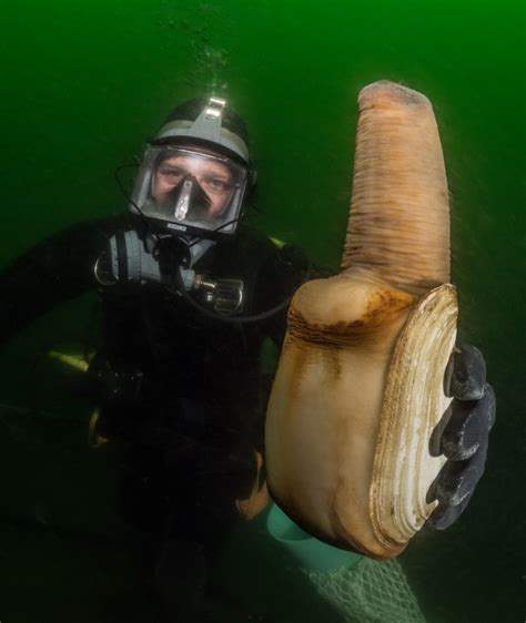 Uha Gallery Geoduck