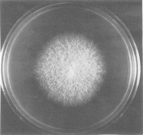 Four Day Old Colony Of F Moniliforme On Malt Agar Medium Download
