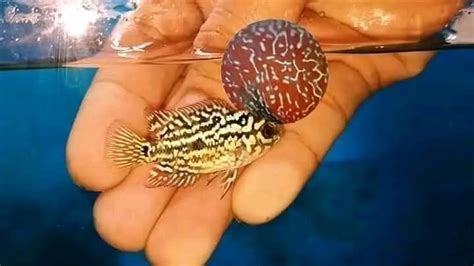 Tampi Official Group